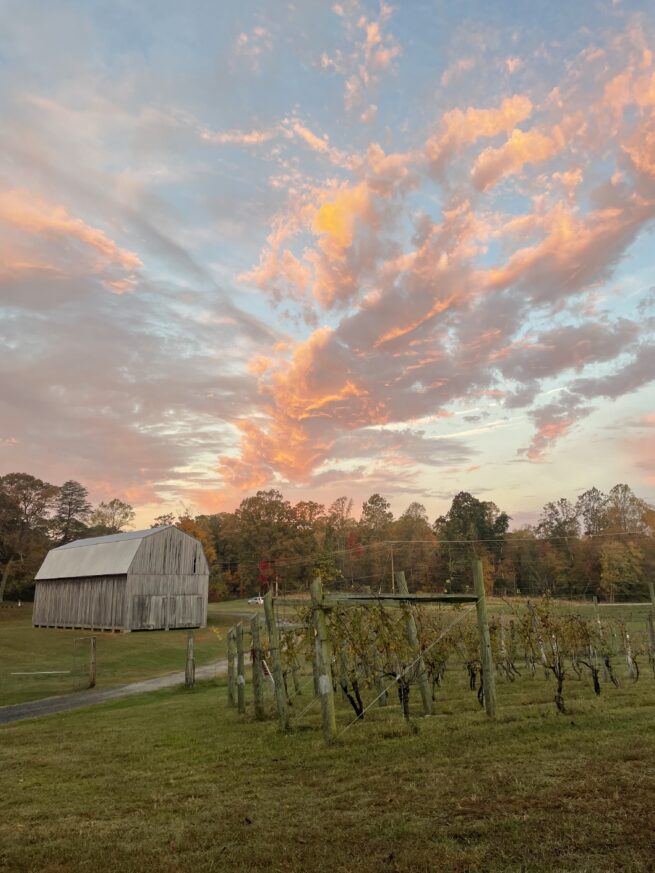 July 2024 Grower Highlight - Callie Hancock of Corteau Vineyards ...