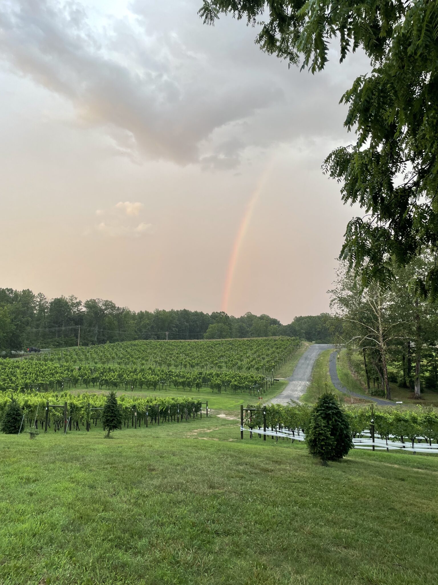 July 2024 Grower Highlight - Callie Hancock of Corteau Vineyards ...