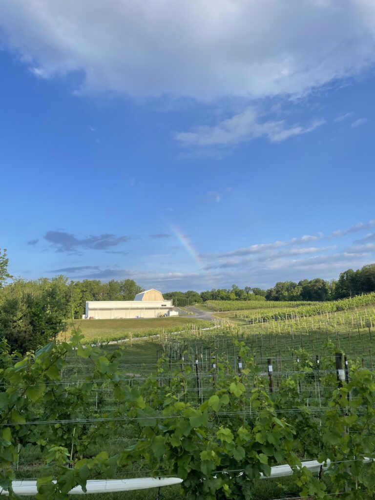 July 2024 Grower Highlight - Callie Hancock of Corteau Vineyards ...